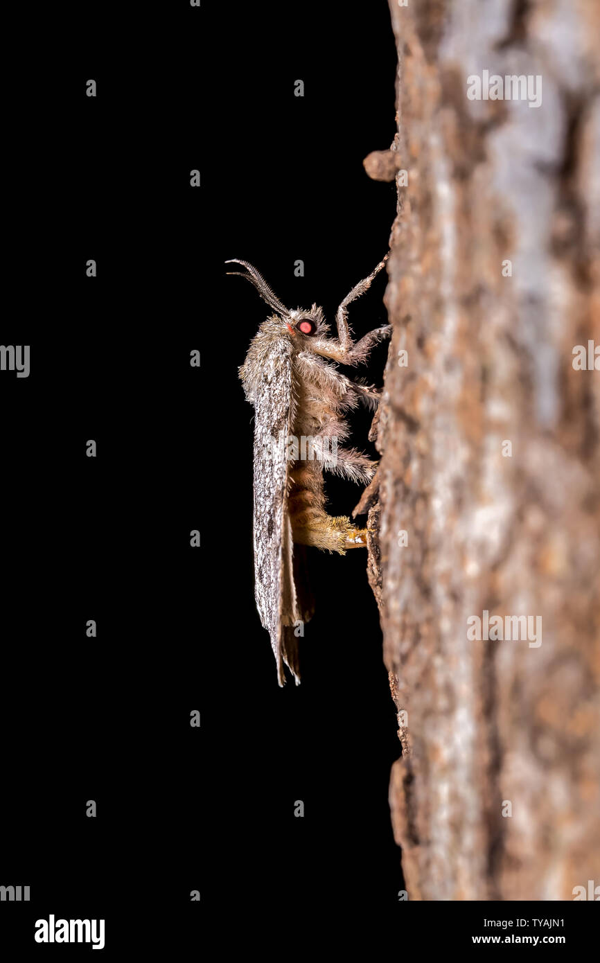 Moths environment hi-res stock photography and images - Alamy