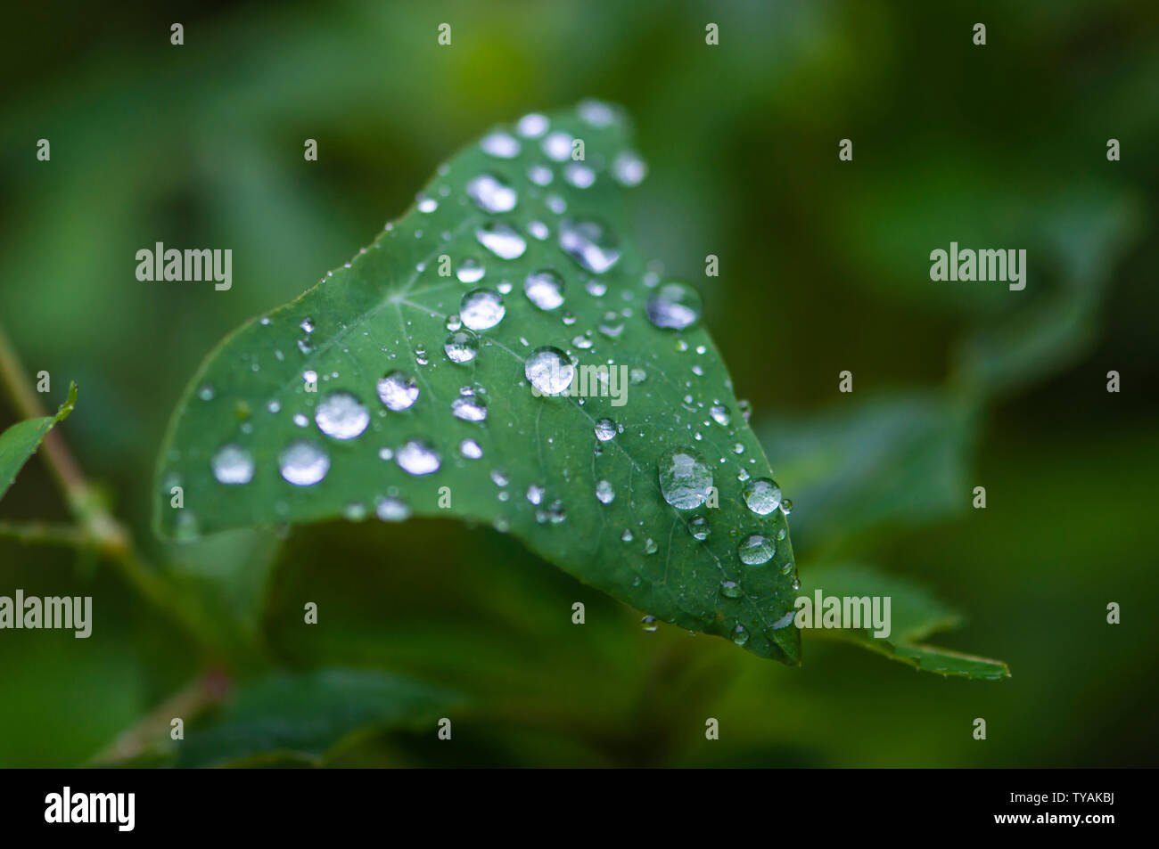 Leaf greenleaf hi-res stock photography and images - Alamy