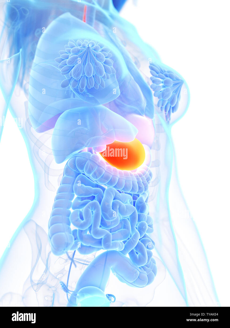 3d rendered medically accurate illustration of a womans stomach Stock ...