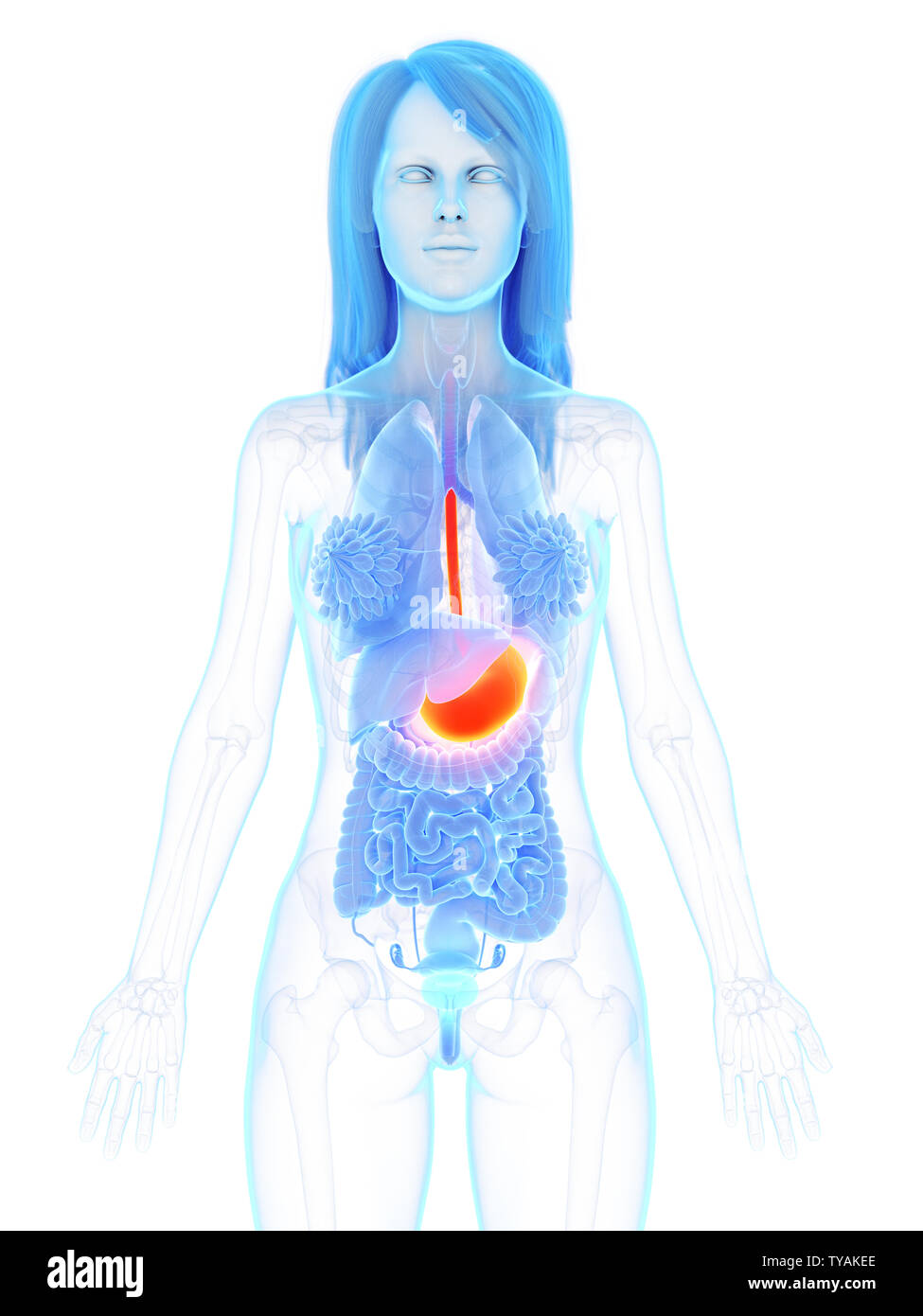 3d rendered medically accurate illustration of a womans stomach Stock ...