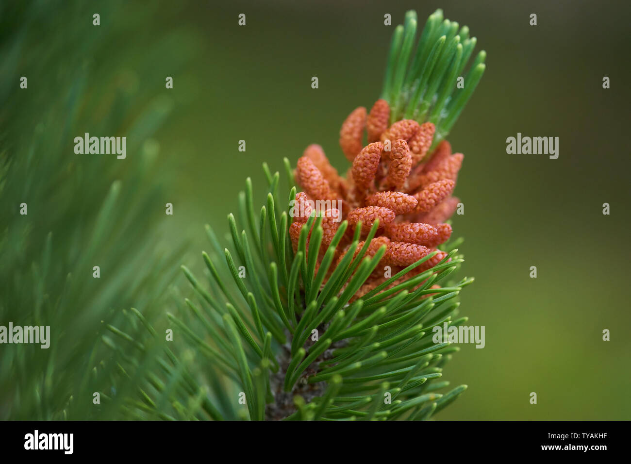 Pollen cones hi-res stock photography and images - Alamy