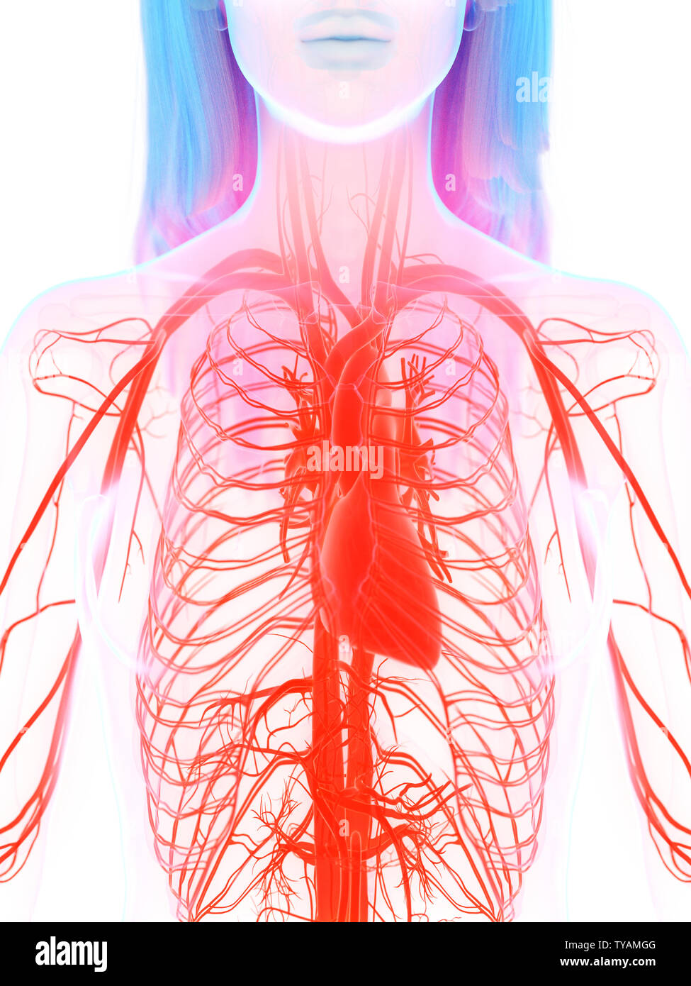 3d rendered illustration of the female body hi-res stock photography ...