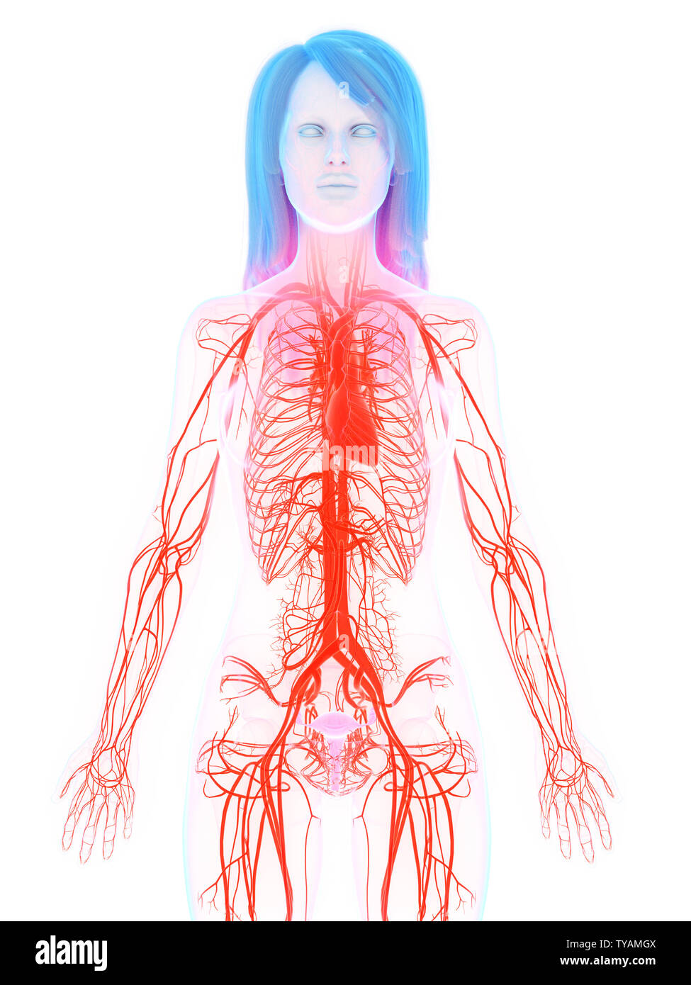 3d rendered medically accurate illustration of the female heart and ...