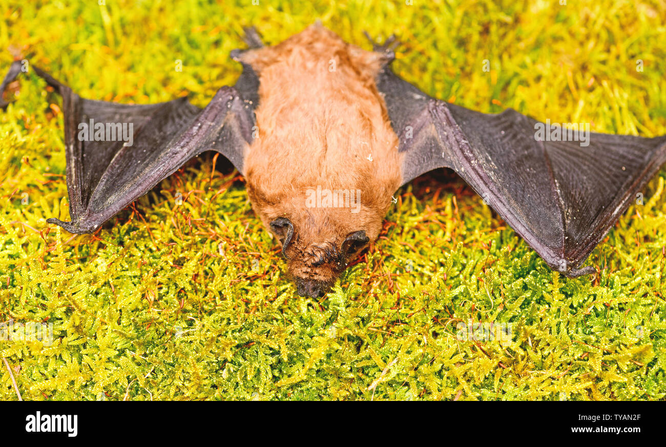 Ugly bat. Dummy of wild bat on grass. Wild nature. Forelimbs adapted as ...