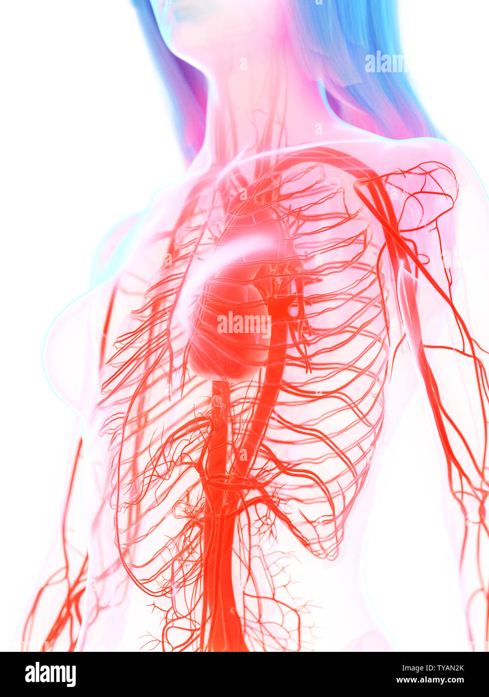 3d rendered medically accurate illustration of the female heart and ...
