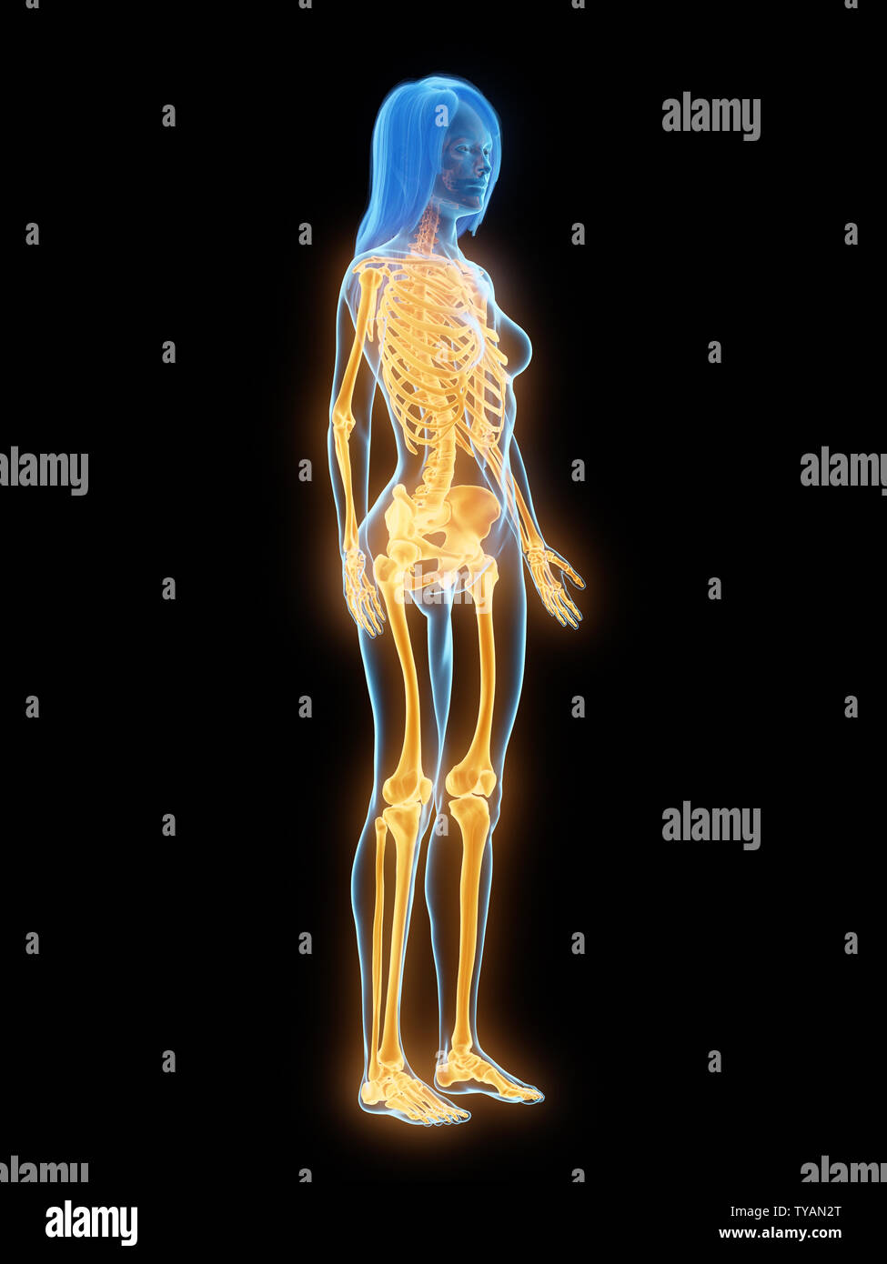 3d rendered medically accurate illustration of the female skeleton ...