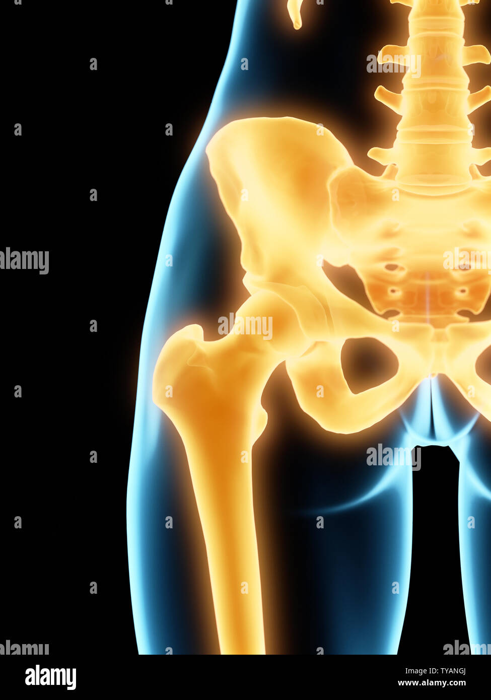 3d rendered medically accurate illustration of the hip joint Stock ...