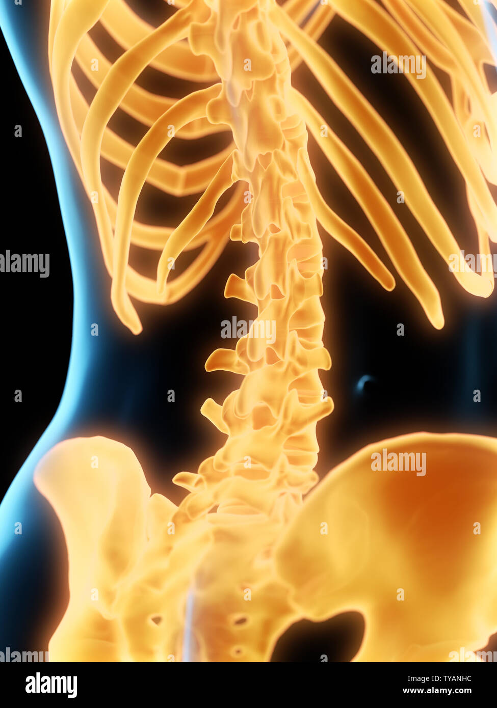 3d rendered medically accurate illustration of the lumbar spine Stock ...