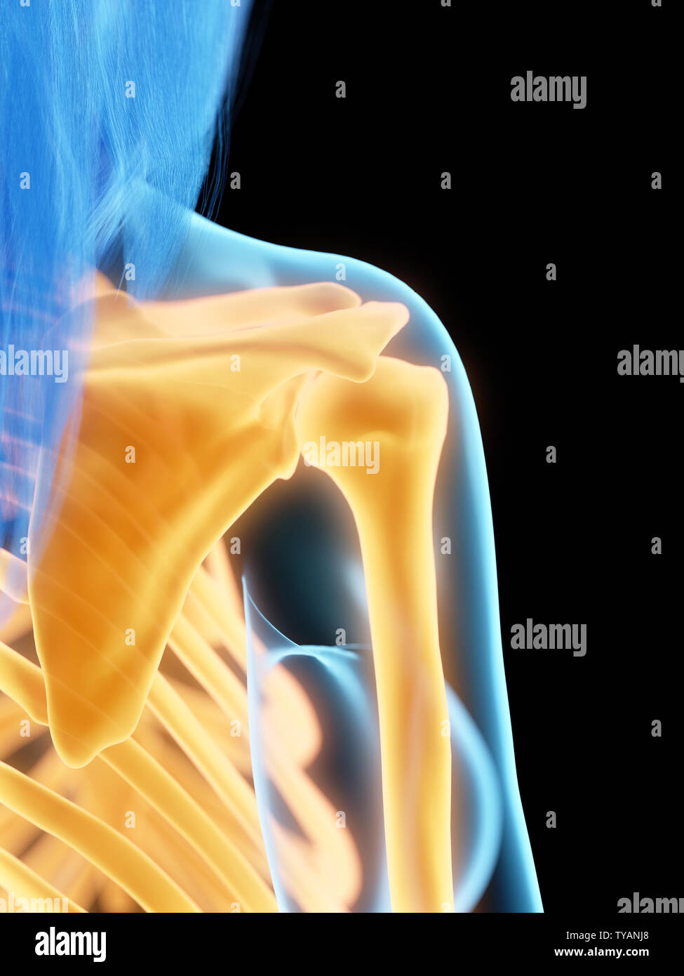 3d rendered medically accurate illustration of the skeletal shoulder ...