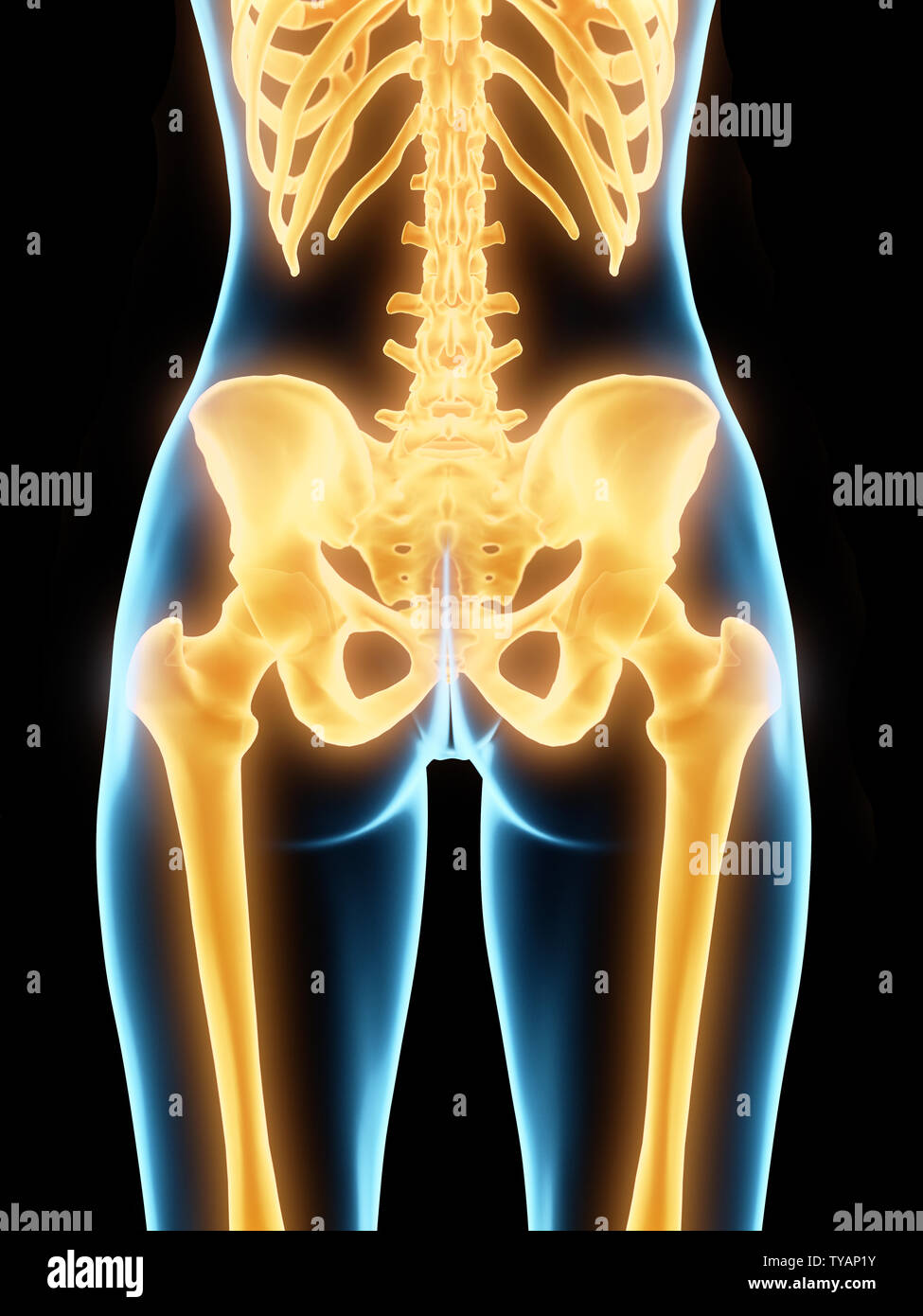 3d rendered medically accurate illustration of the hip bones Stock ...