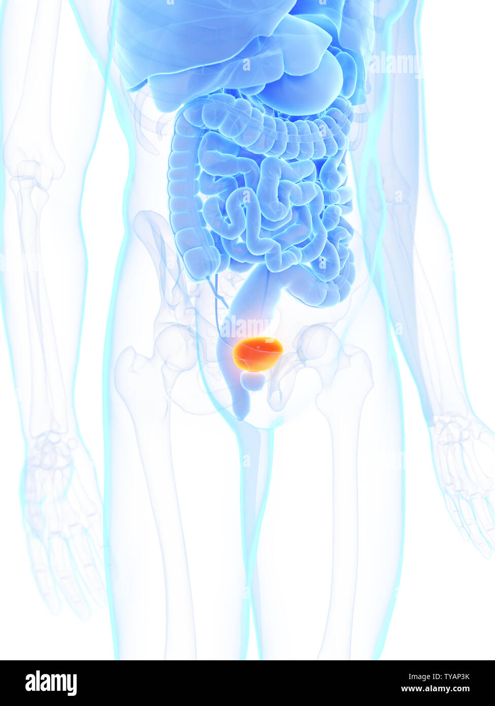3d rendered medically accurate illustration of a mans bladder Stock ...