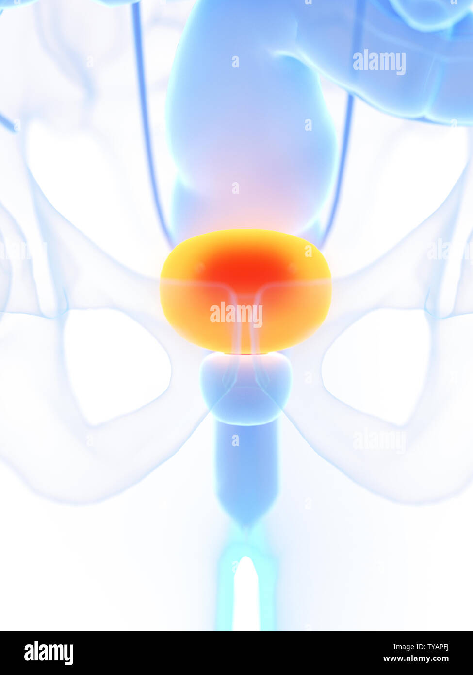 3d rendered medically accurate illustration of a mans bladder Stock ...