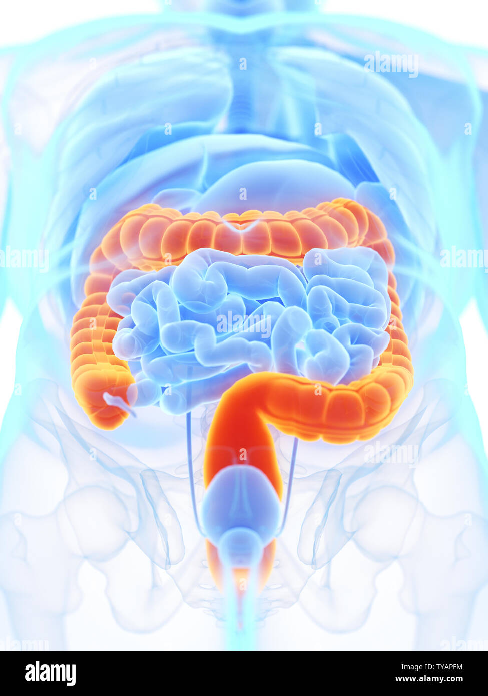 3d rendered medically accurate illustration of a mans colon Stock Photo ...