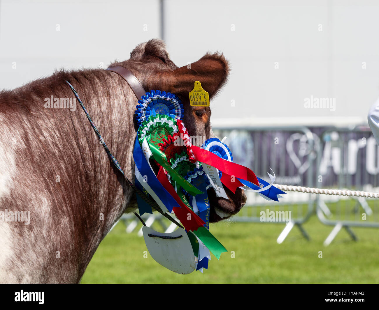 Shorthorn hi-res stock photography and images - Alamy