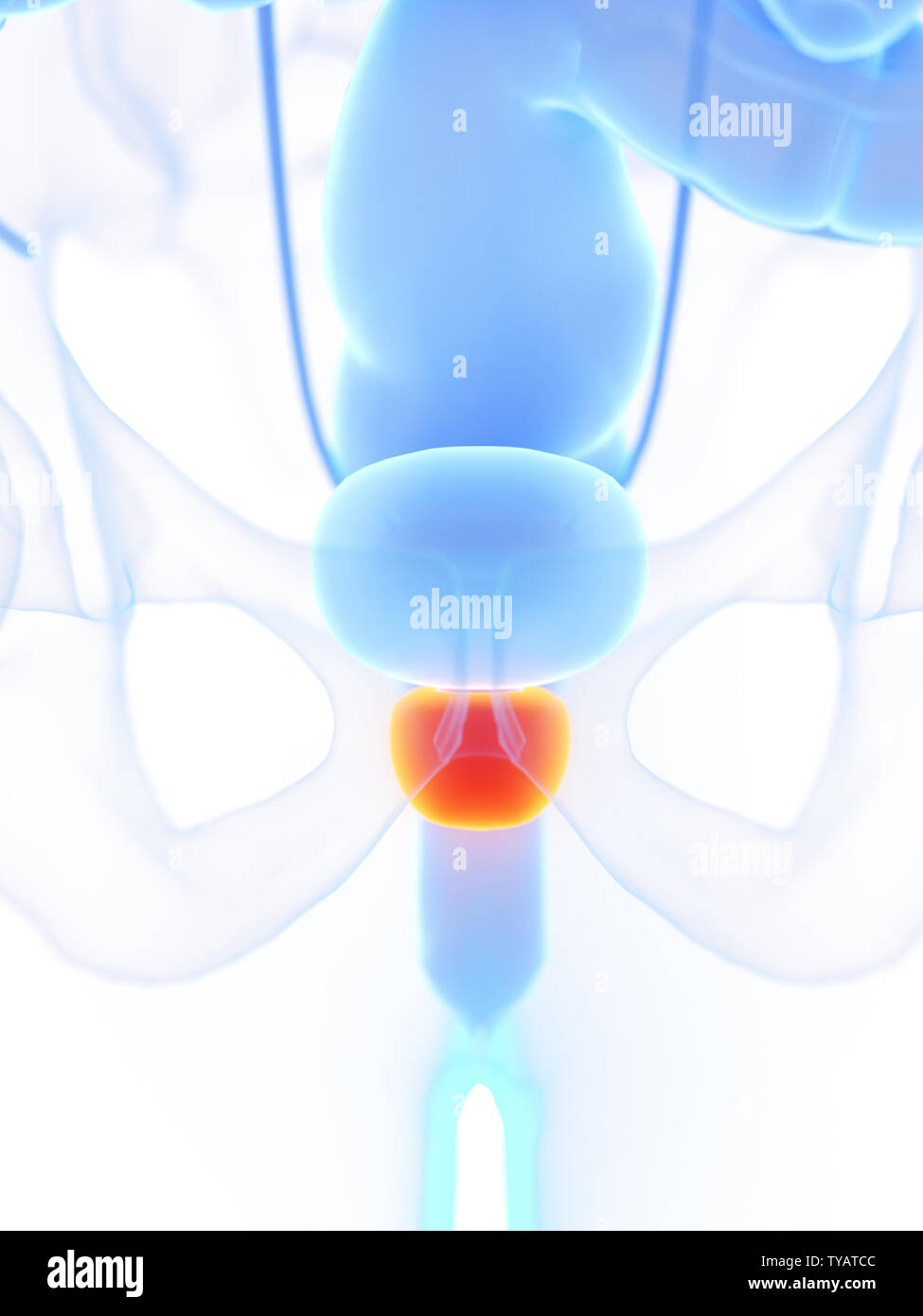 3d rendered medically accurate illustration of a mans prostate Stock ...