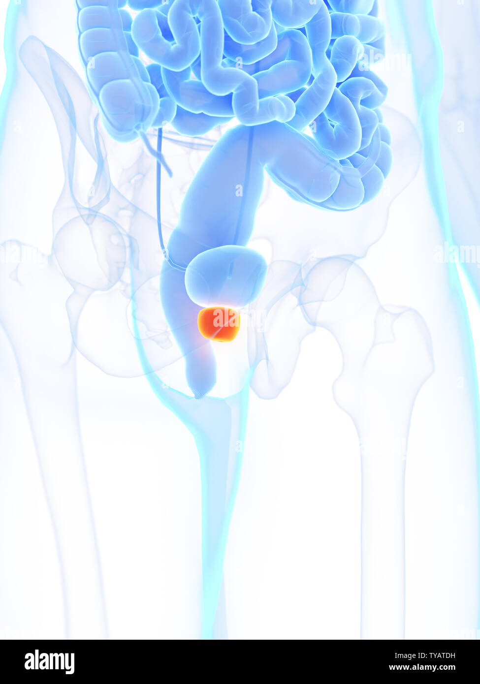 3d rendered medically accurate illustration of a mans prostate Stock ...