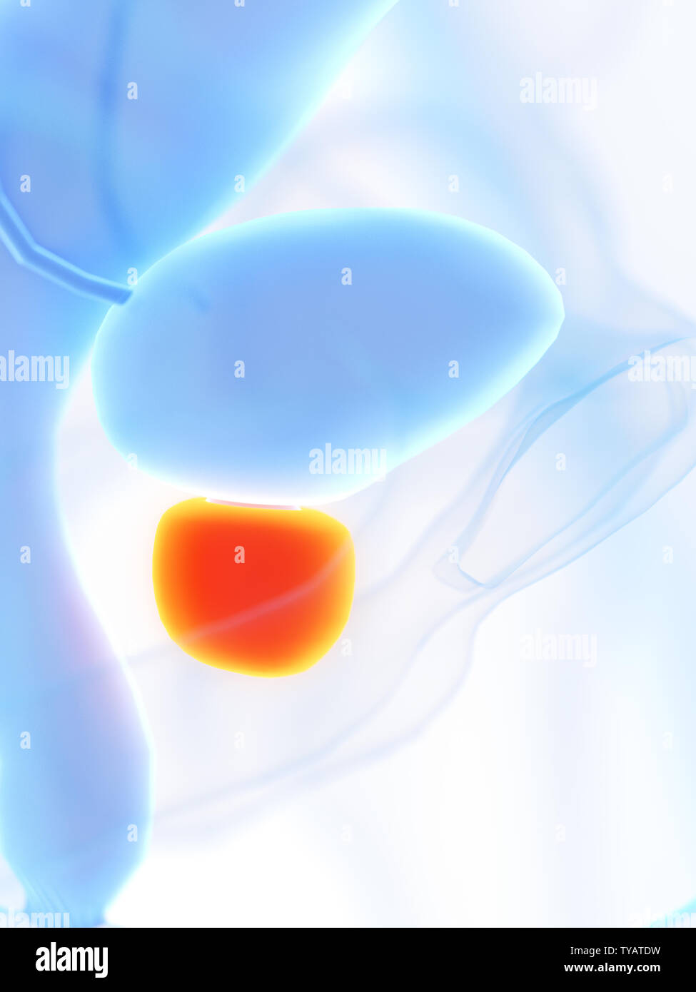 3d rendered medically accurate illustration of a mans prostate Stock ...