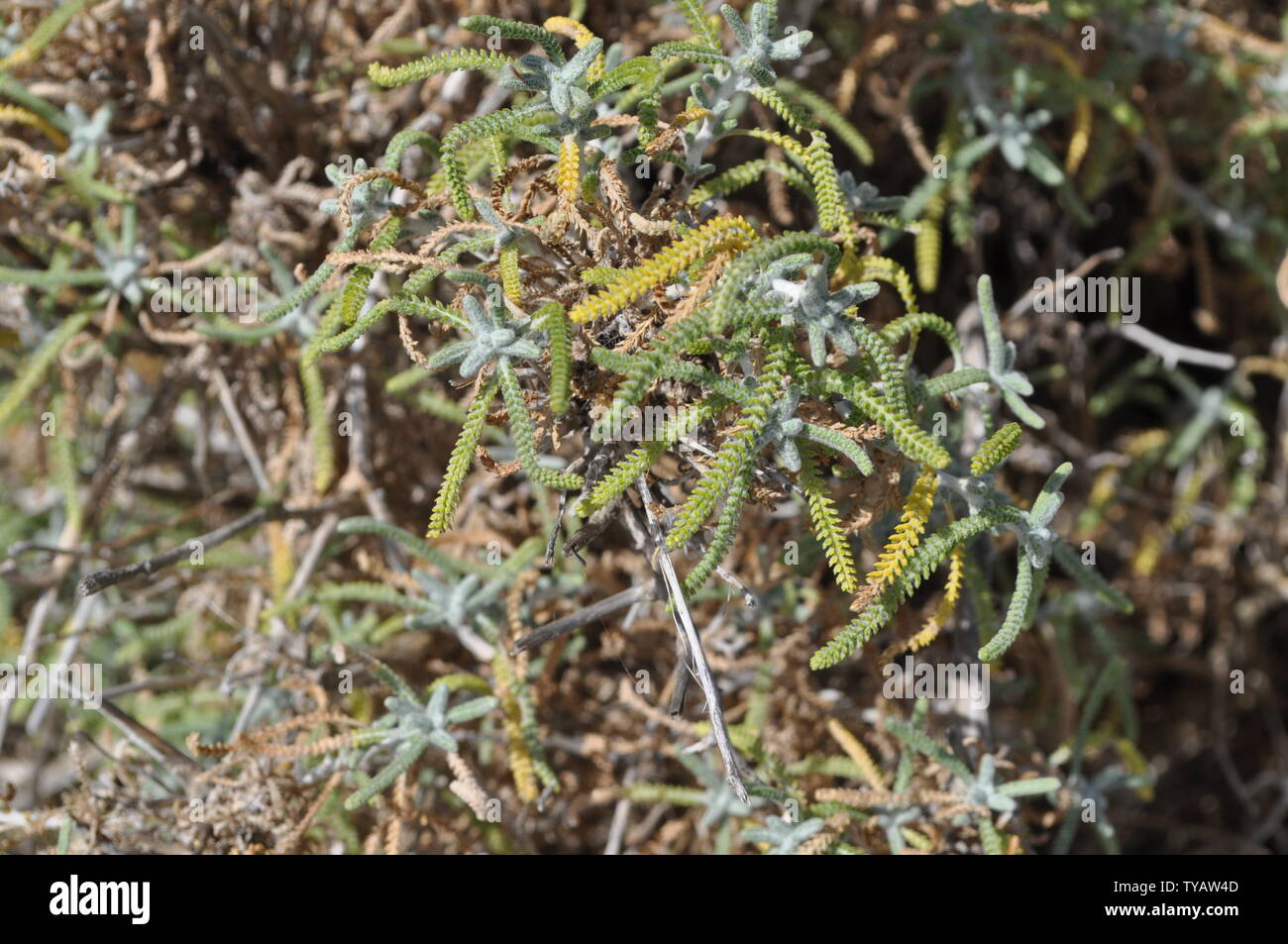 Crete spring wildflowers hi-res stock photography and images - Alamy