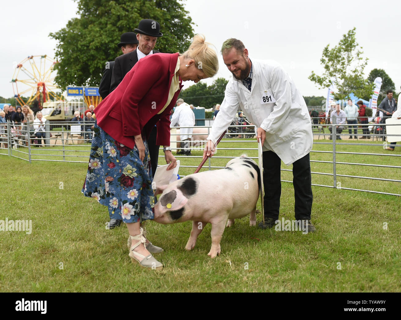 Show pig hi-res stock photography and images - Alamy