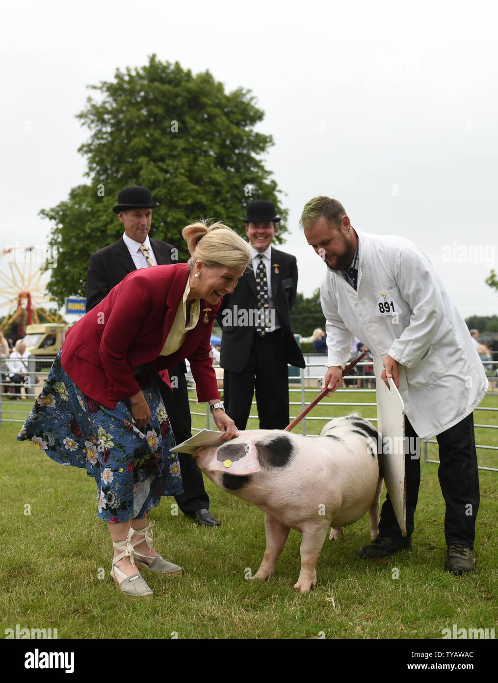 Show pig hi-res stock photography and images - Alamy