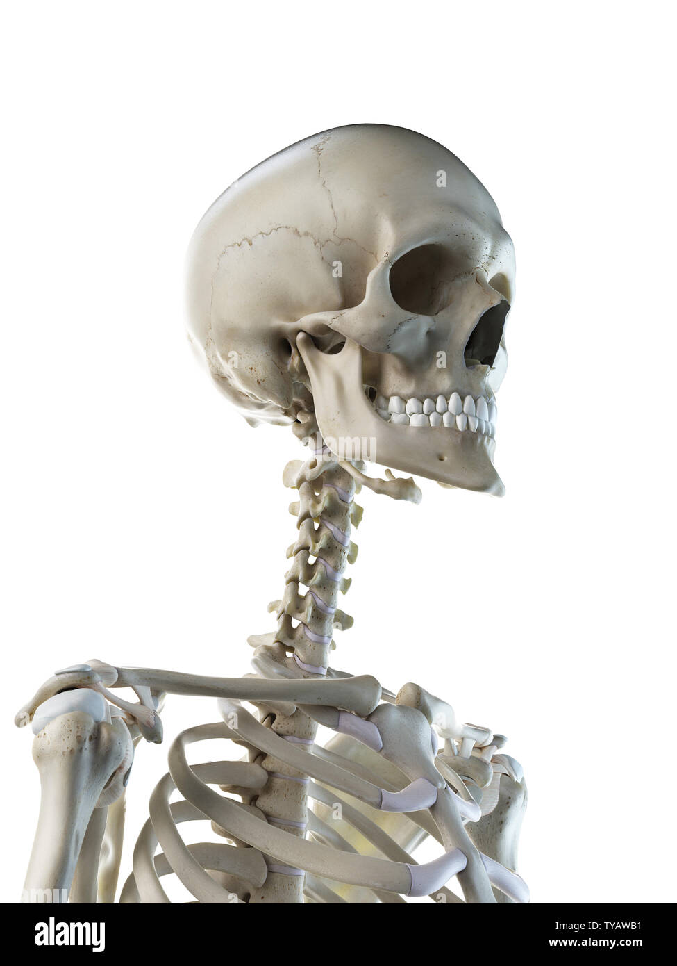 3d rendered medically accurate illustration of a females skeletal neck ...