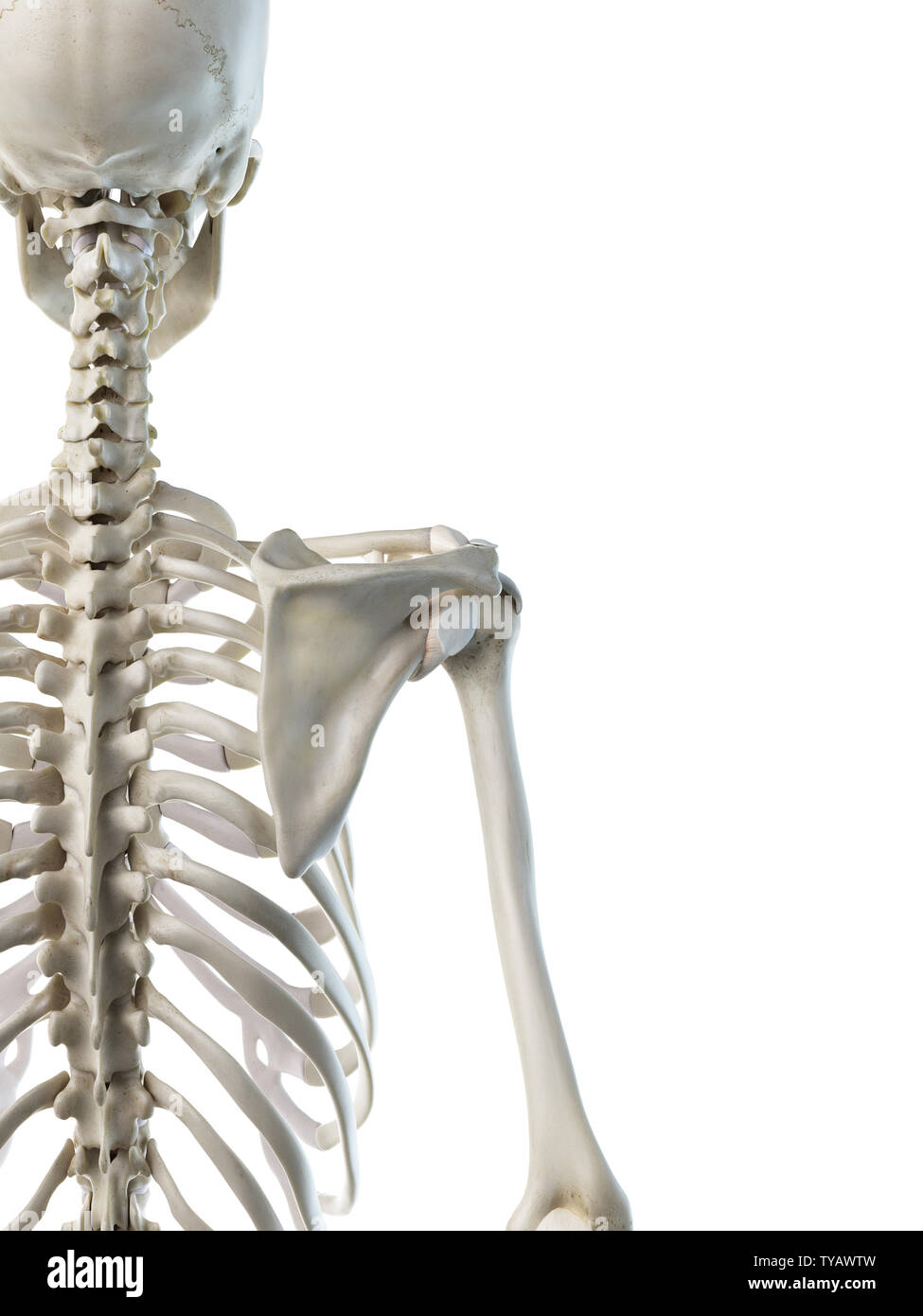 3d rendered medically accurate illustration of a females skeletal ...