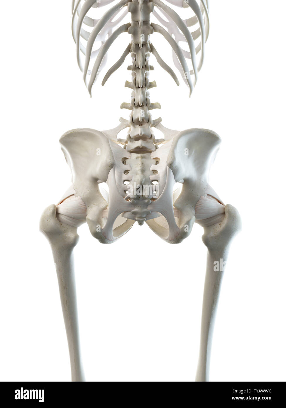 3d rendered medically accurate illustration of a females skeletal hip ...
