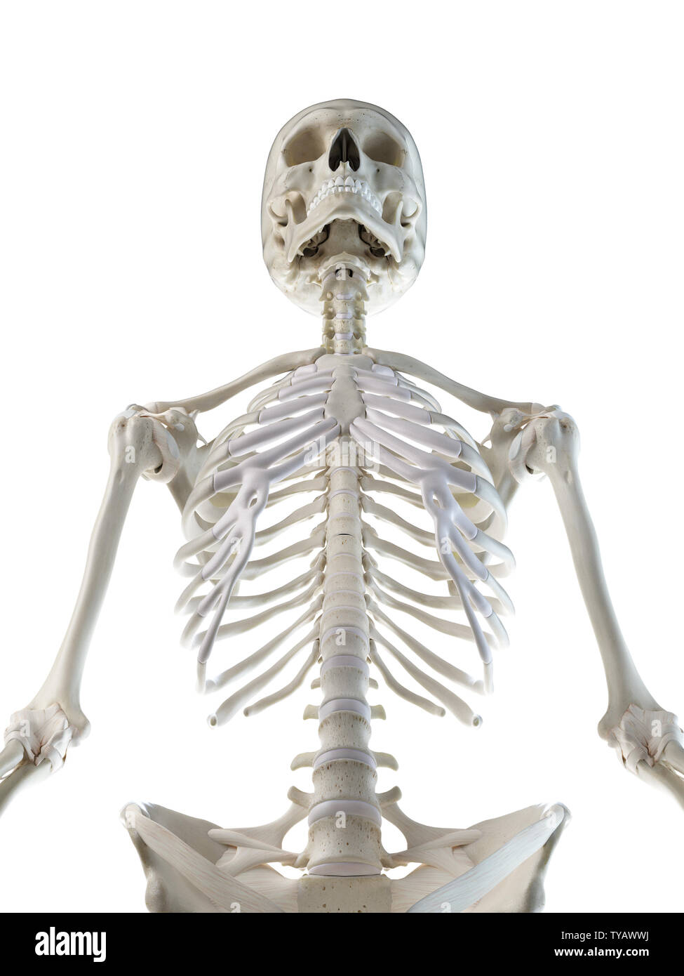 Transparent female skeleton upper body hi-res stock photography and ...
