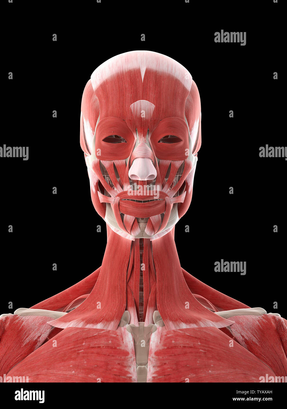 3d rendered medically accurate illustration of a females neck muscles ...