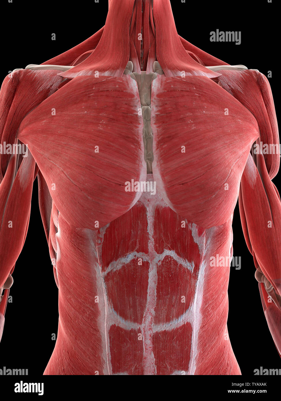3d rendered medically accurate illustration of a females upper body ...