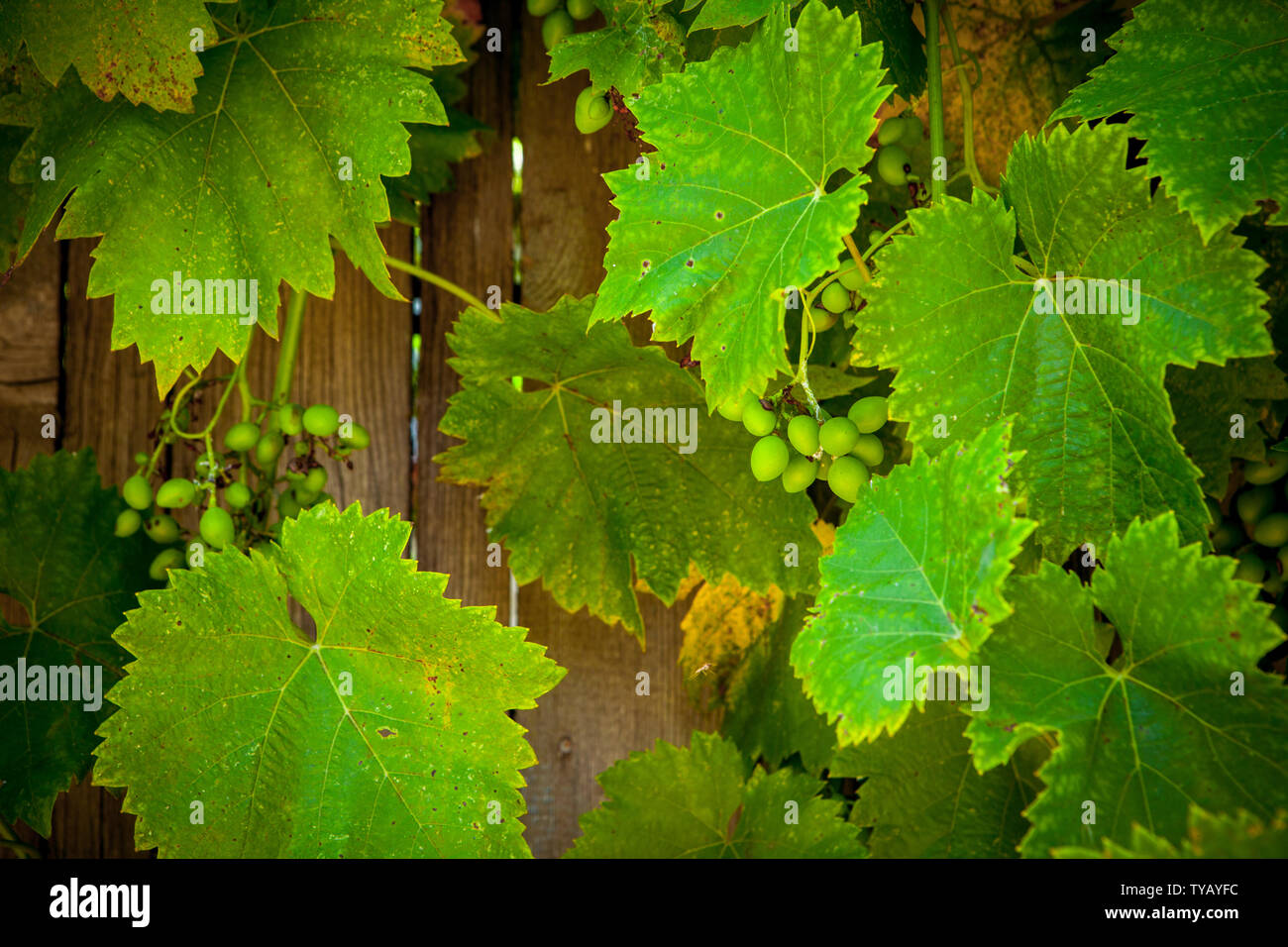 Foliage wild grapes on vintage wooden background with copy space Stock ...
