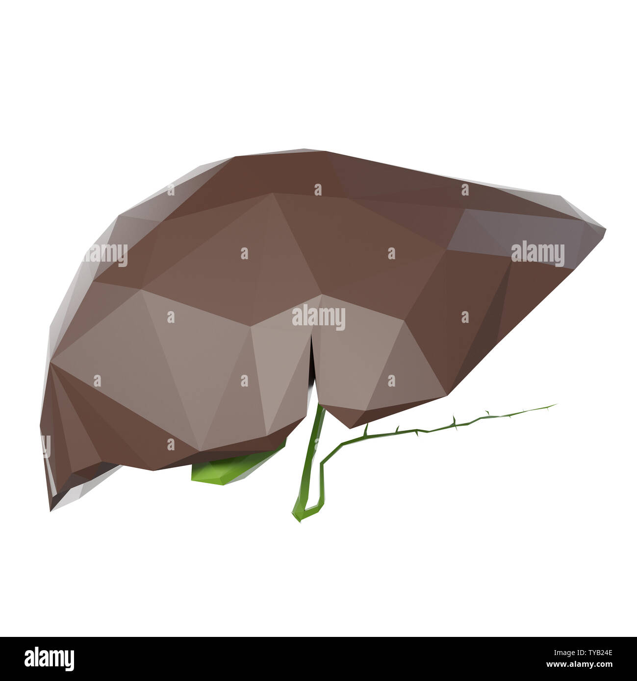 3d rendered medically accurate illustration of a poly style liver Stock ...