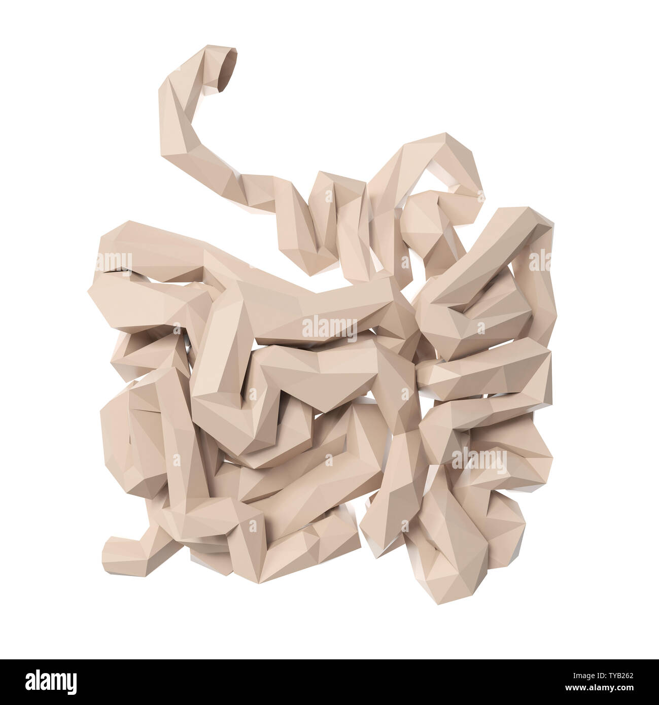 Intestines 3d rendered anatomical illustration Cut Out Stock Images ...