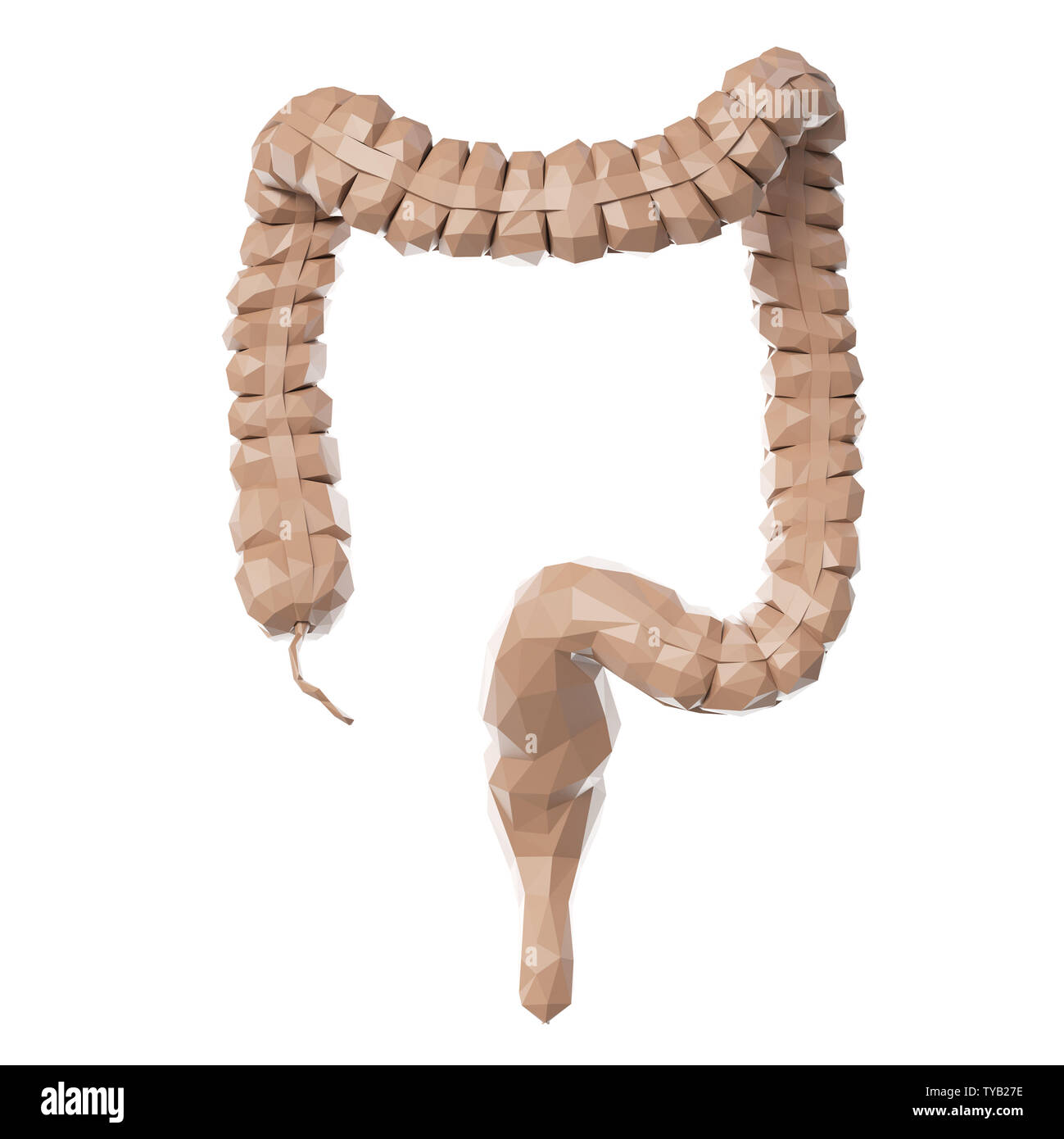 3d rendered medically accurate illustration of a poly style colon Stock ...