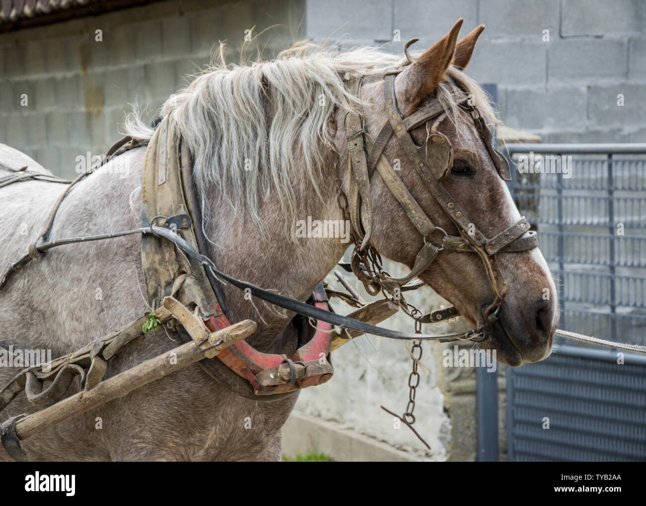 Beautiful grey horse in harness, close-up animal portrait with wagon ...