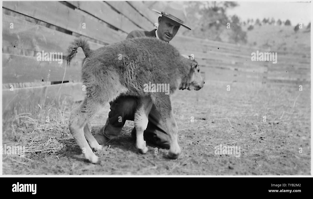 Park ranger holds a buffalo calf Stock Photo - Alamy