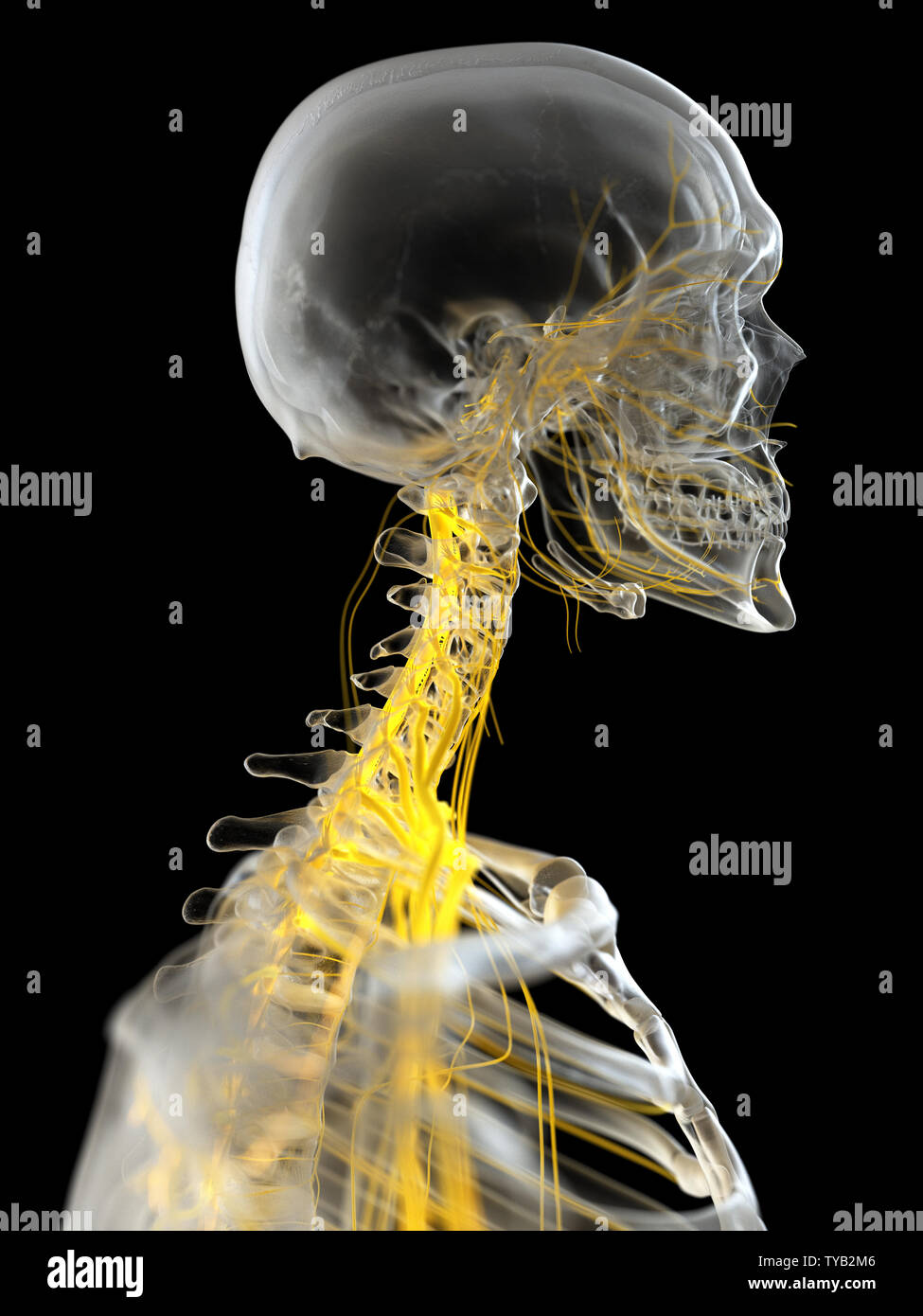 3d rendered medically accurate illustration of the cervical nerves ...