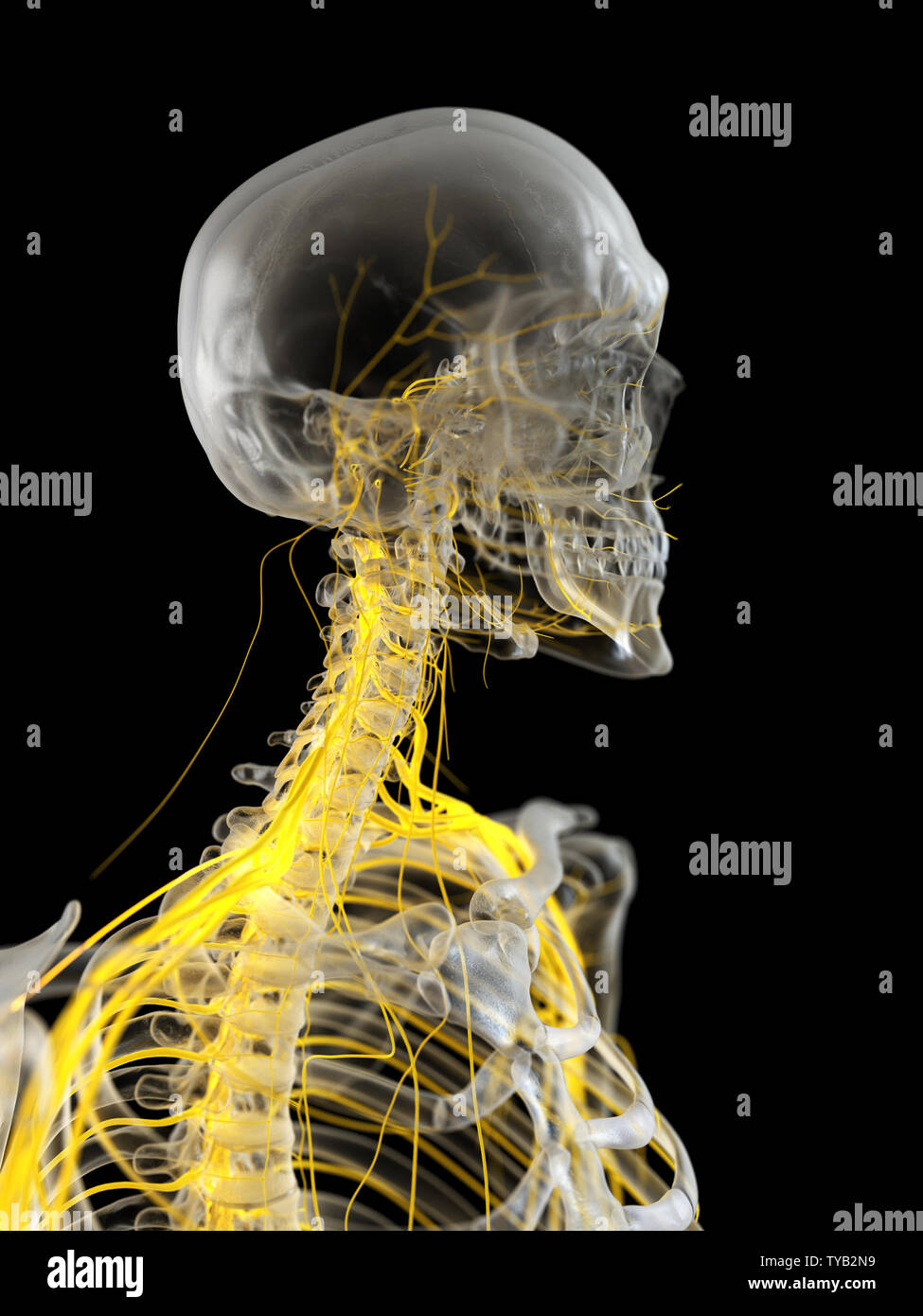 3d rendered medically accurate illustration of the cervical nerves ...
