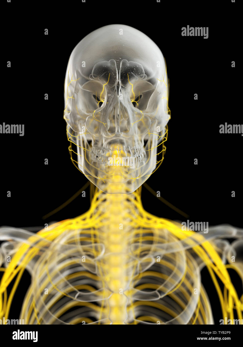 3d rendered medically accurate illustration of the nerves of the skull ...