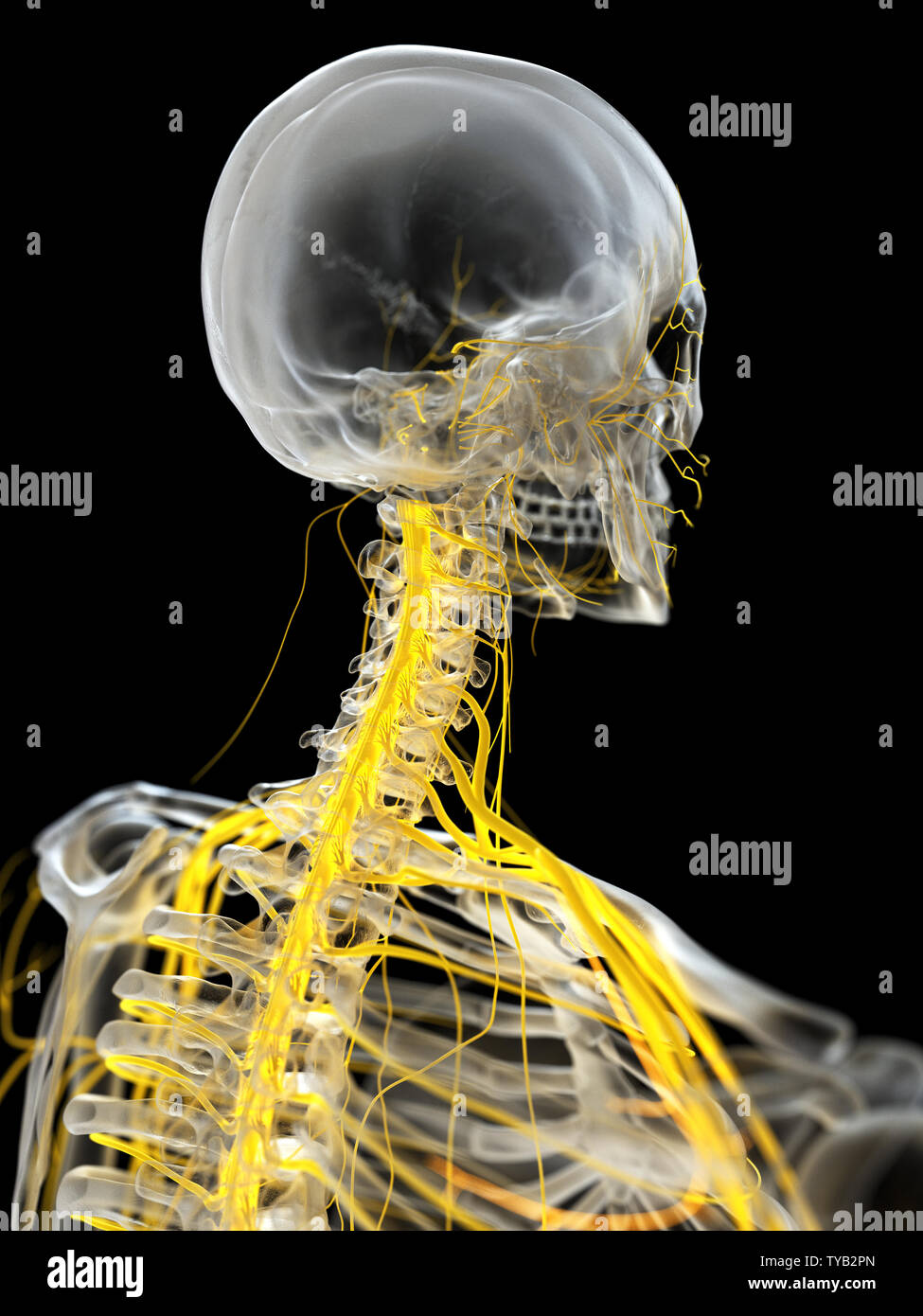 3d rendered medically accurate illustration of the cervical nerves ...
