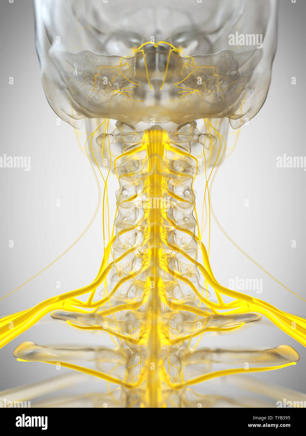 3d rendered medically accurate illustration of the cervical nerves ...