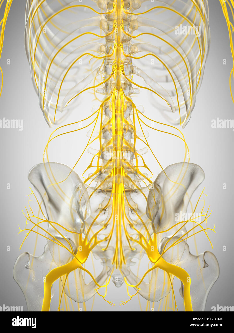 3d rendered medically accurate illustration of the spinal cord Stock ...