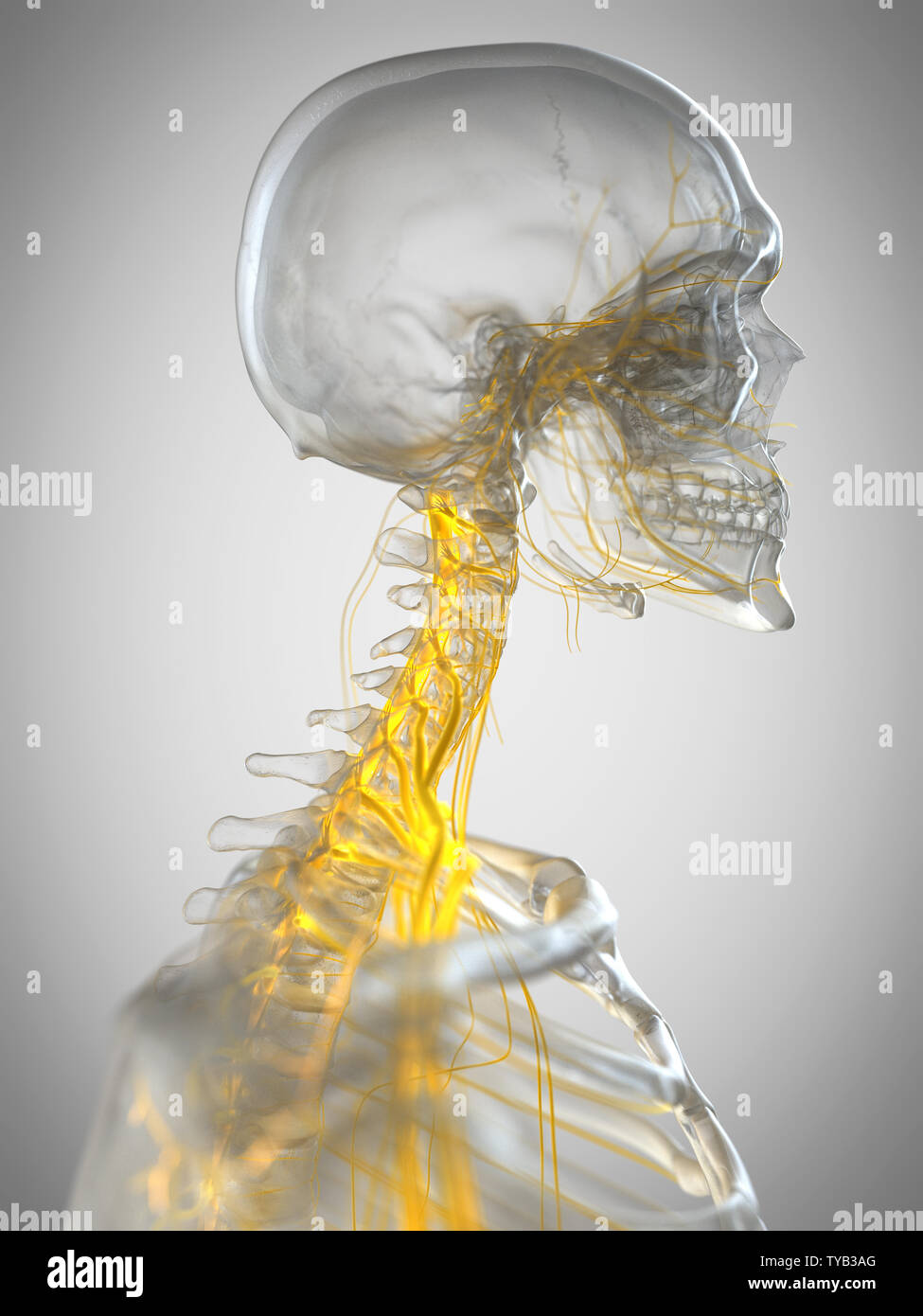 3d rendered medically accurate illustration of the cervical nerves ...