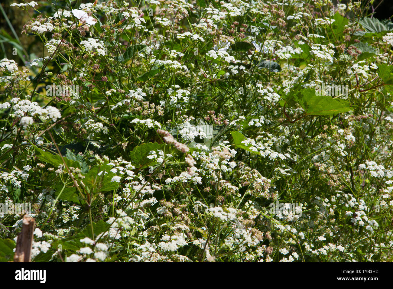 Cowbane, Water hemlock, Northern Water Hemlock (Cicuta virosa, Selinum ...