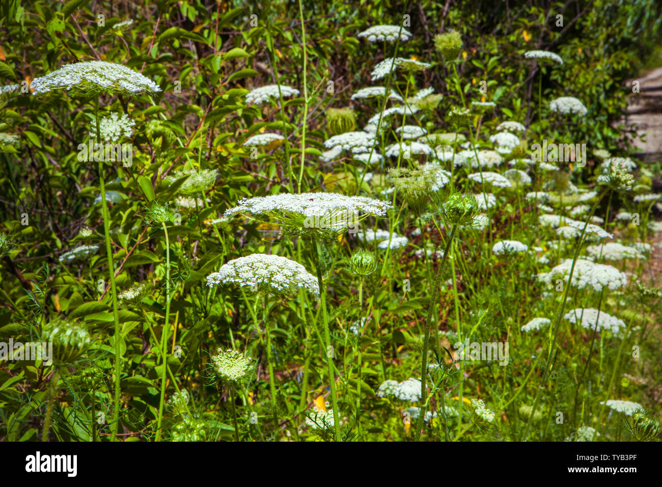 Cowbane, Water hemlock, Northern Water Hemlock (Cicuta virosa, Selinum ...