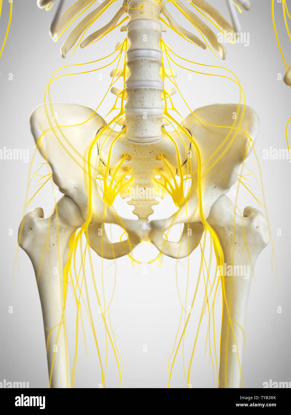 3d rendered medically accurate illustration of the pelvic nerves Stock ...