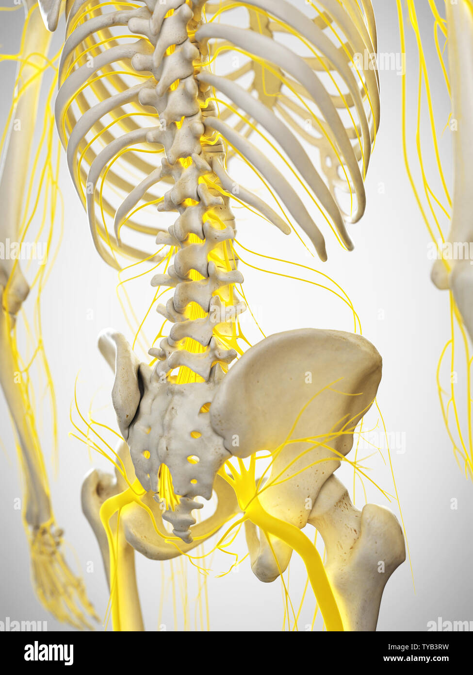 3d rendered medically accurate illustration of the nerves of the back ...