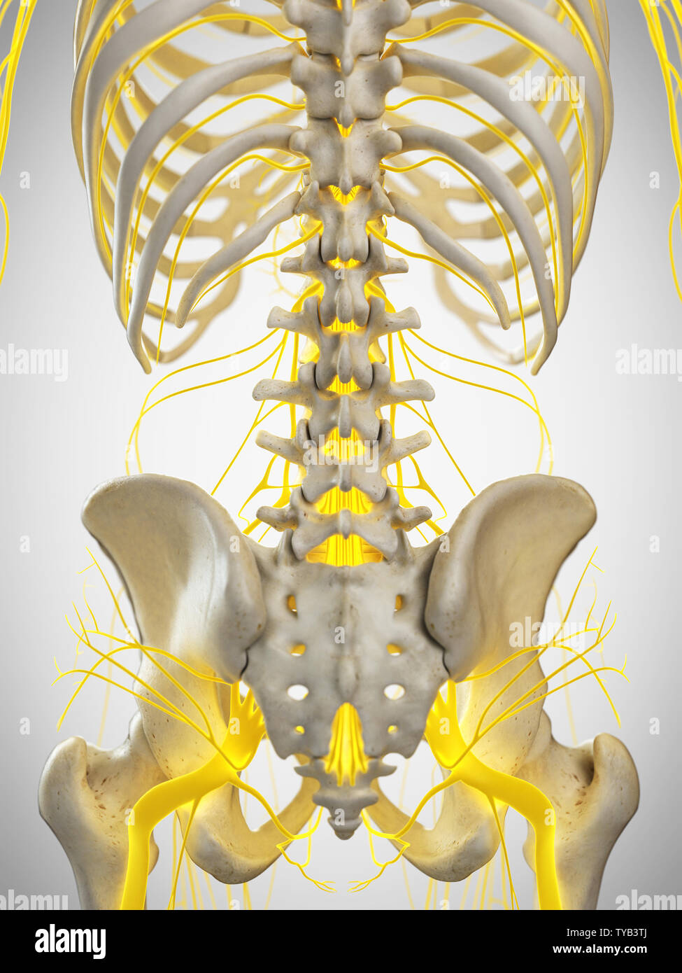 3d rendered medically accurate illustration of the nerves of the back ...