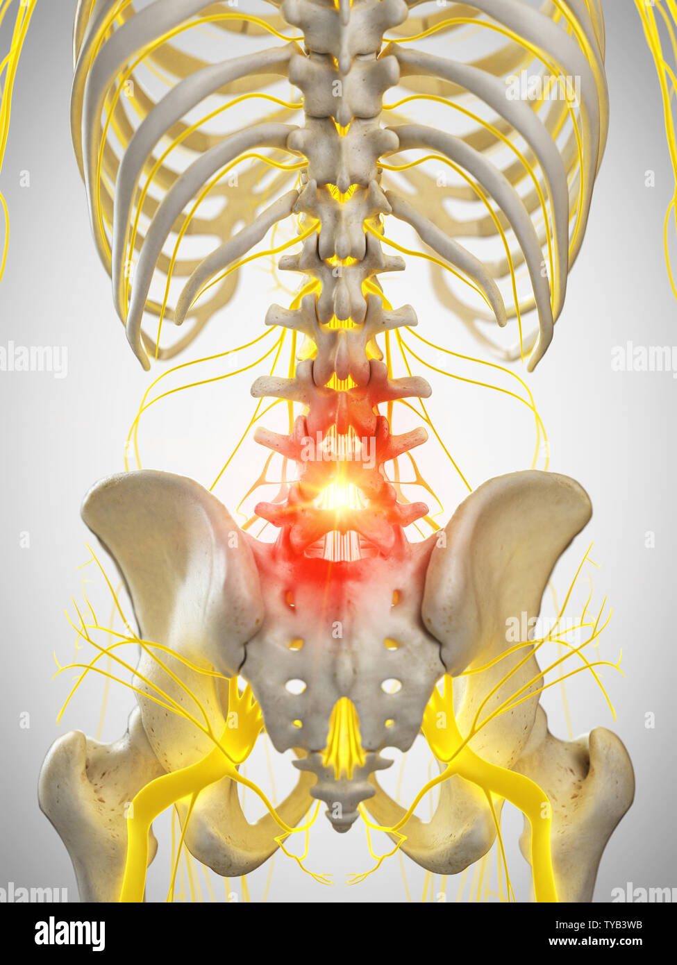 3d rendered medically accurate illustration of the nerves of the back ...