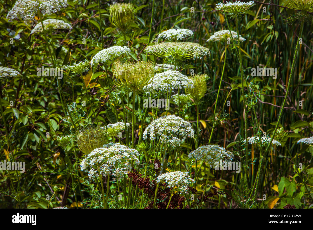 Cowbane, Water hemlock, Northern Water Hemlock (Cicuta virosa, Selinum ...